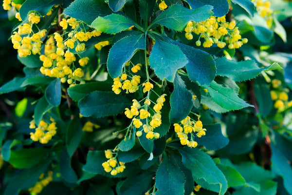 Berberine: What is it and why should you supplement with it? – JSHealth ...